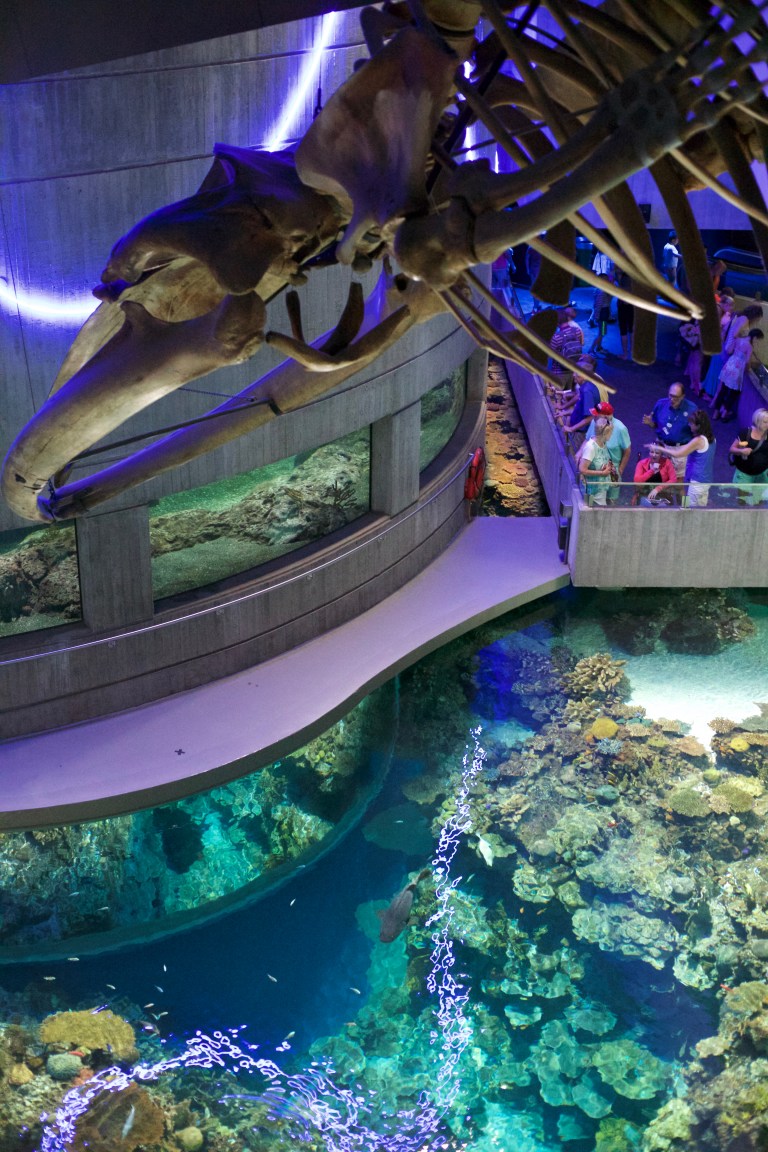 The National Aquarium, a Magical Undersea World – Travel and Dish