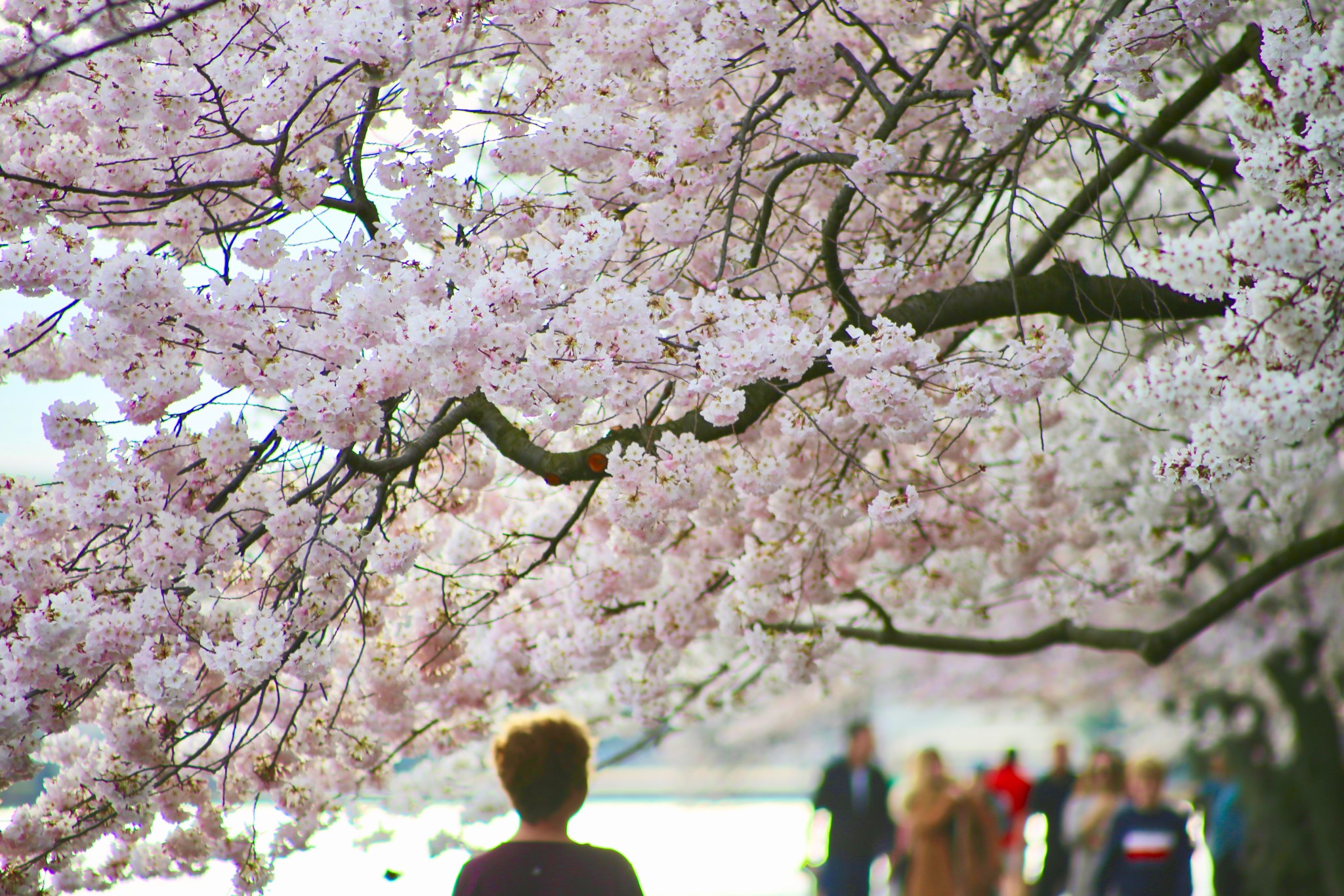 National Cherry Blossom Festival History and 2024 Events – Travel and Dish