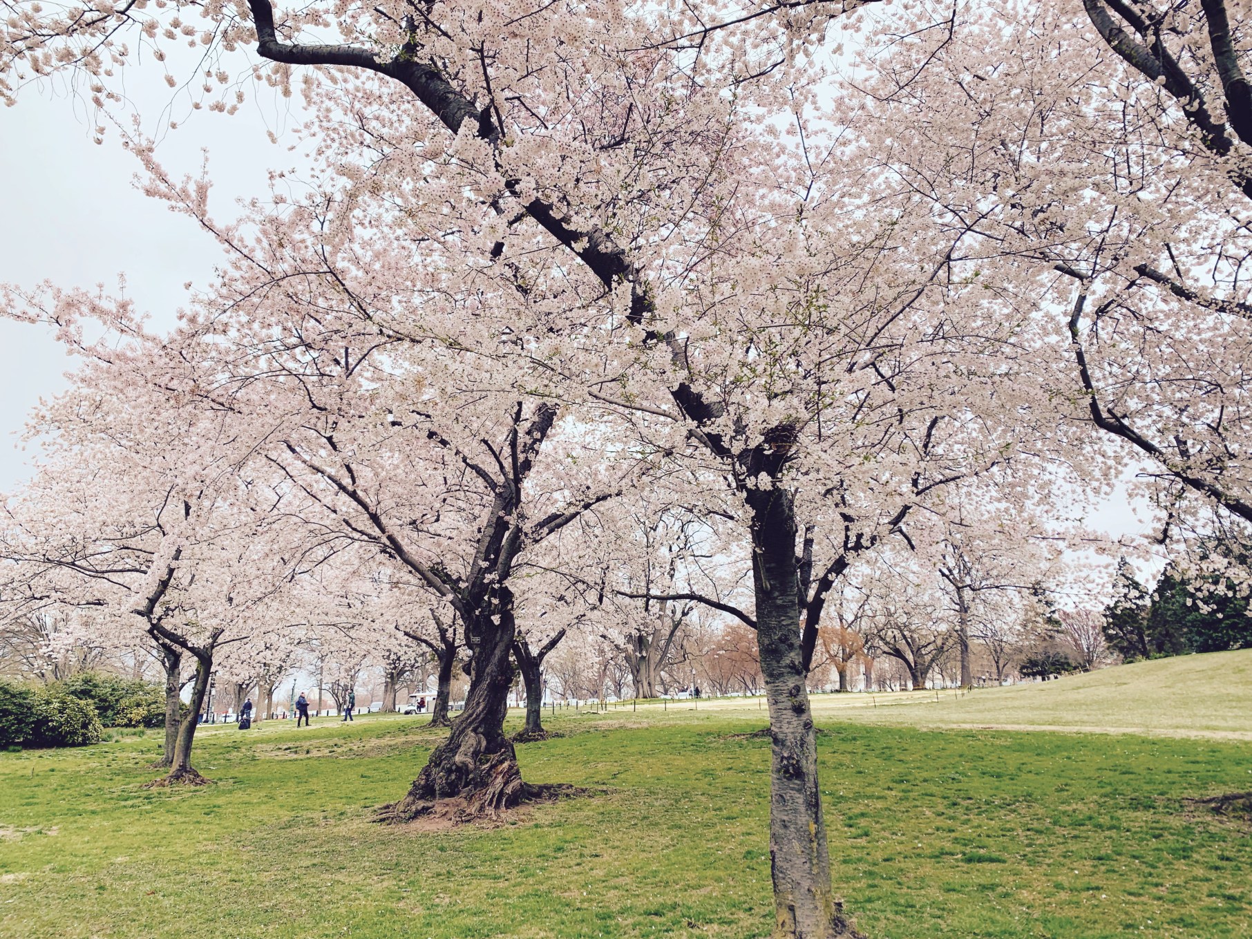 National Cherry Blossom Festival History and 2024 Events – Travel and Dish